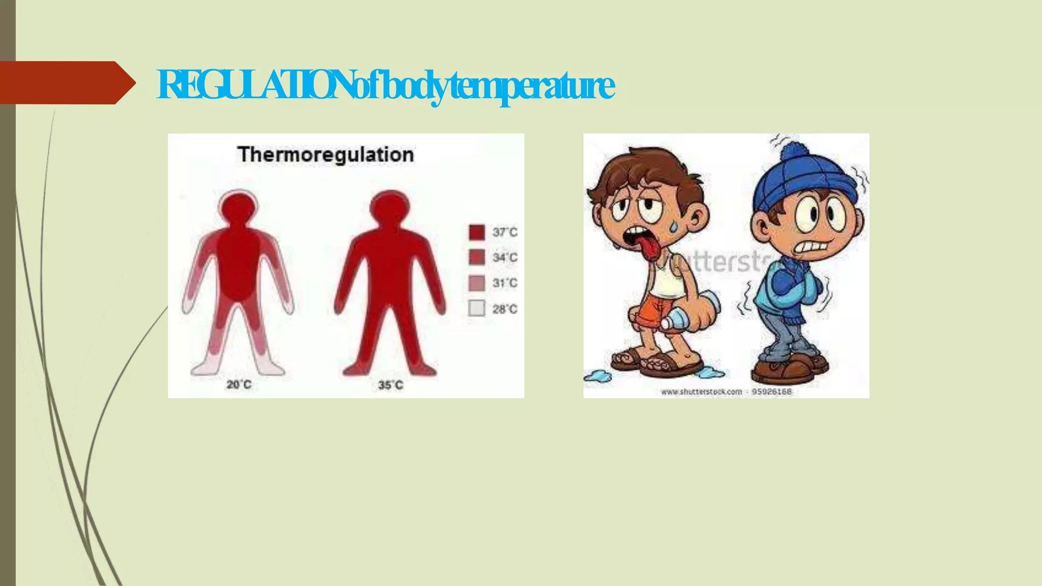 Regulation of temperaturembbsrana-170719115212.pptx