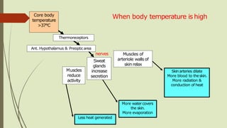 Regulation of temperaturembbsrana-170719115212.pptx