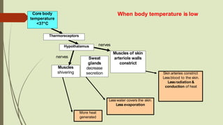 Regulation of temperaturembbsrana-170719115212.pptx