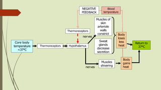 Regulation of temperaturembbsrana-170719115212.pptx | Free Download