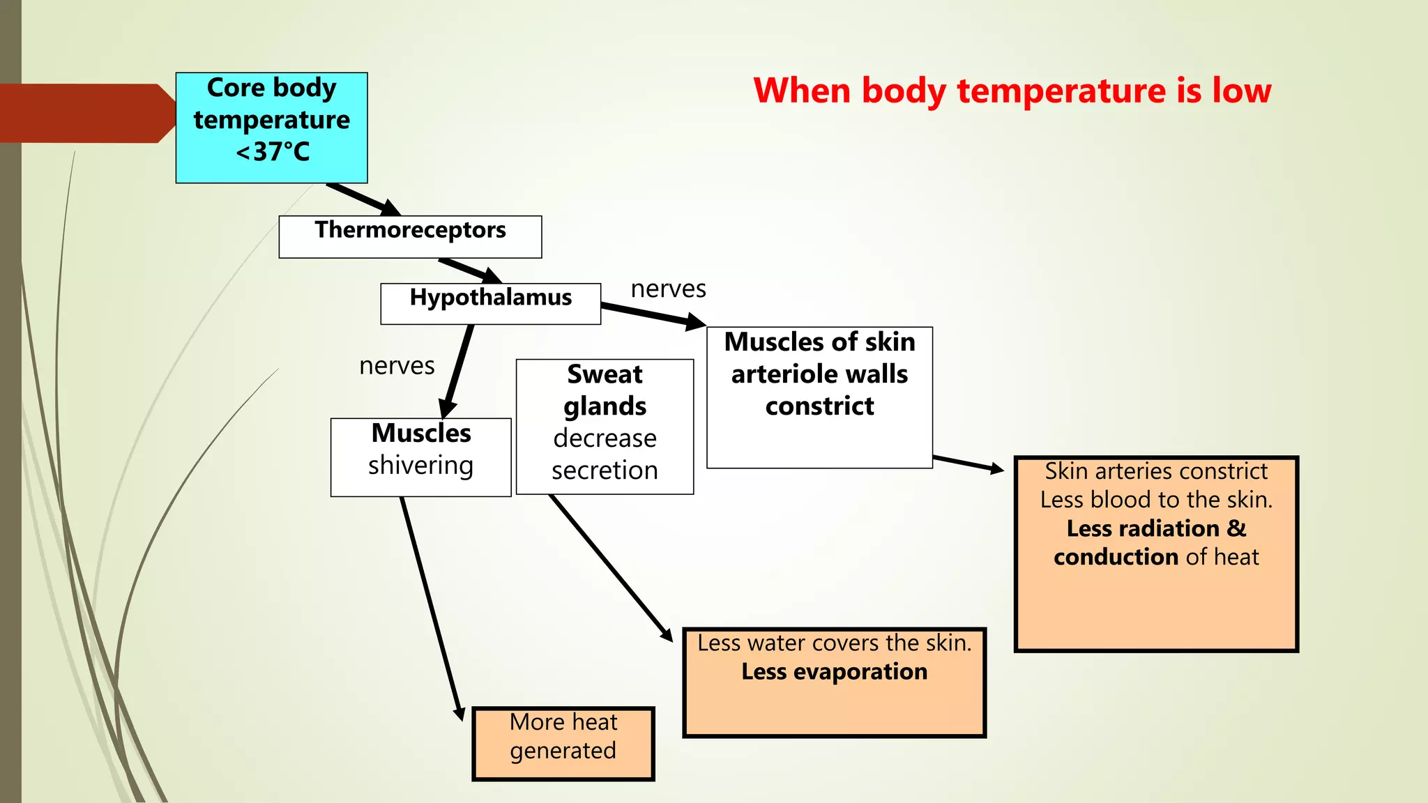 Regulation of temperature of Human body | PPTX