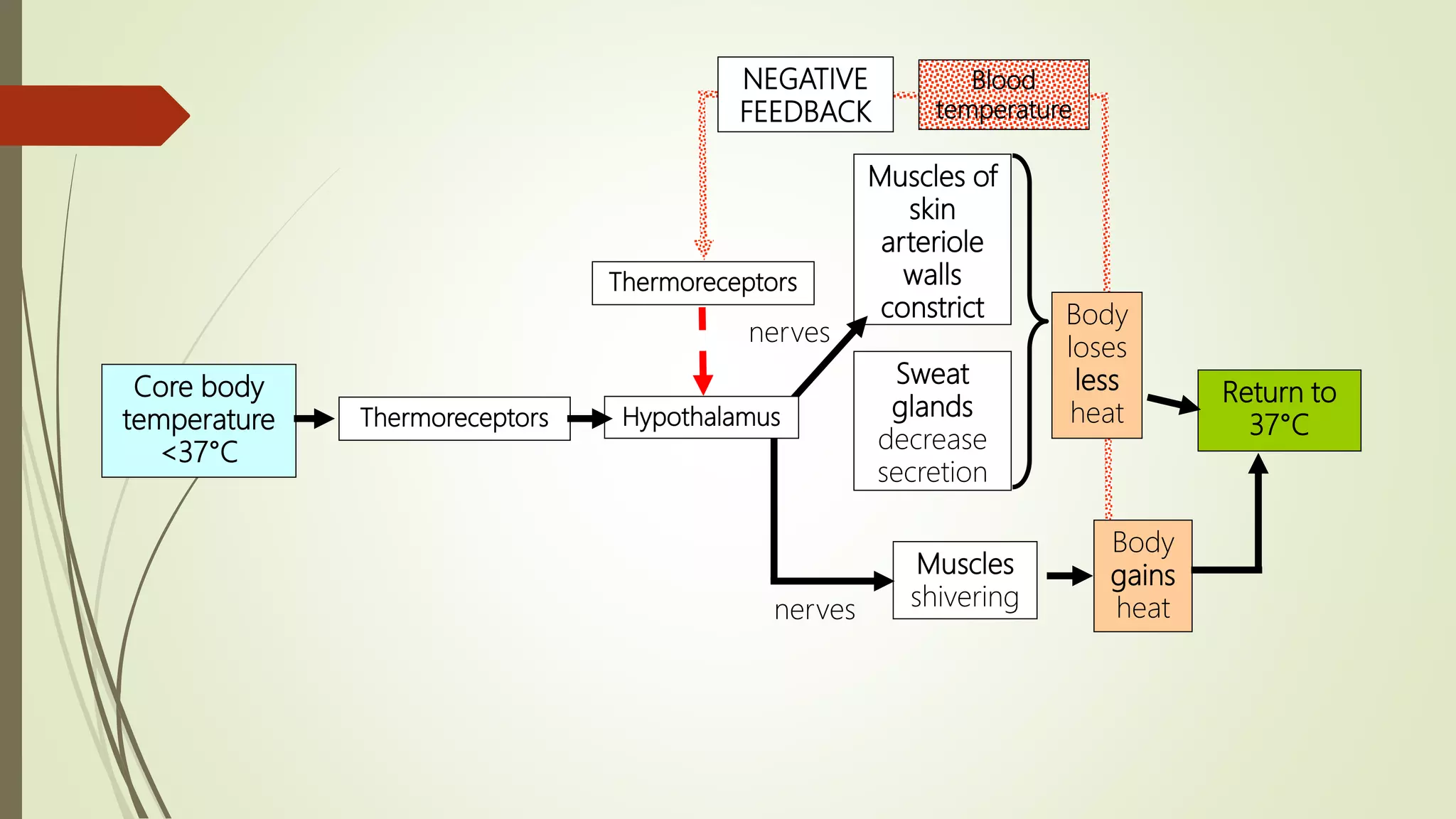 Regulation of temperature of Human body | PPTX
