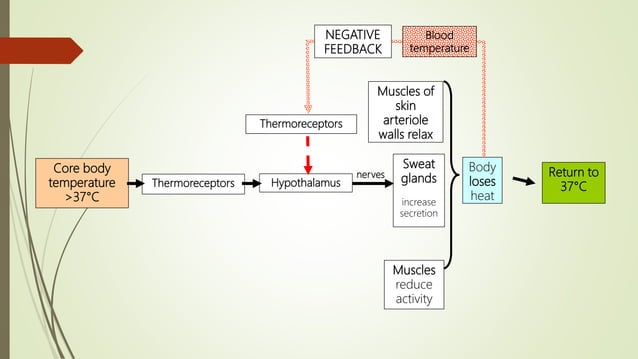 Regulation of temperature of Human body | PPTX