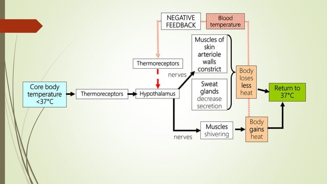 Regulation of temperature of Human body