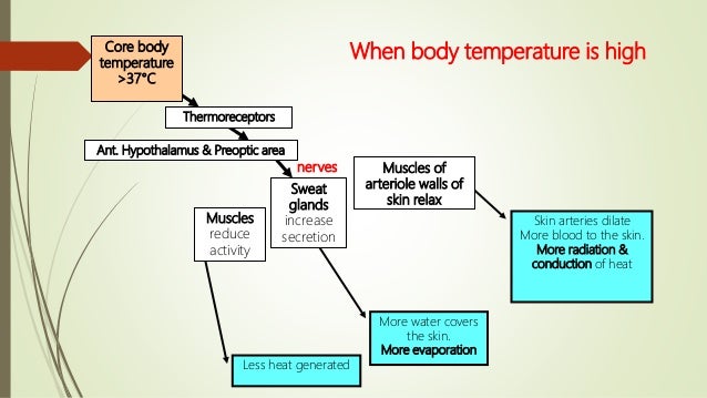 Regulation of temperature of Human body