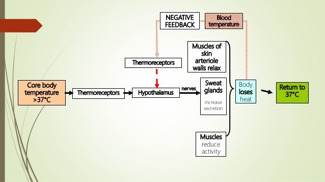 Regulation of temperature of Human body