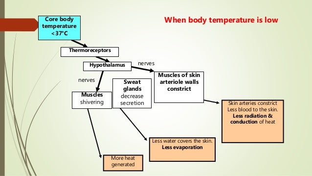 Regulation of temperature of Human body