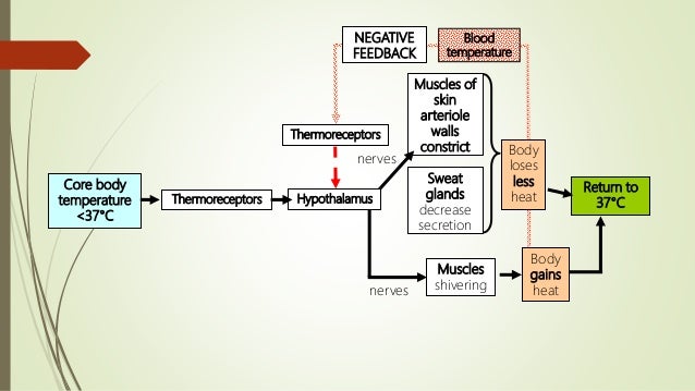 Regulation of temperature of Human body