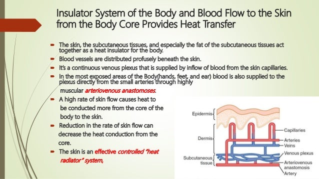 Regulation of temperature of Human body