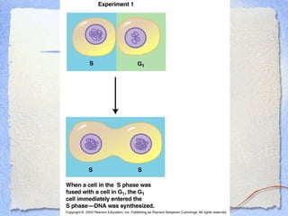 AP Bio Ch. 12, part 2 | PPT