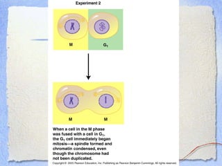 AP Bio Ch. 12, part 2 | PPT