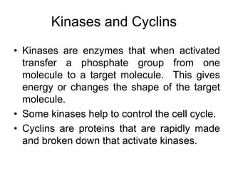 Regulation of the_cell_cycle | PPT