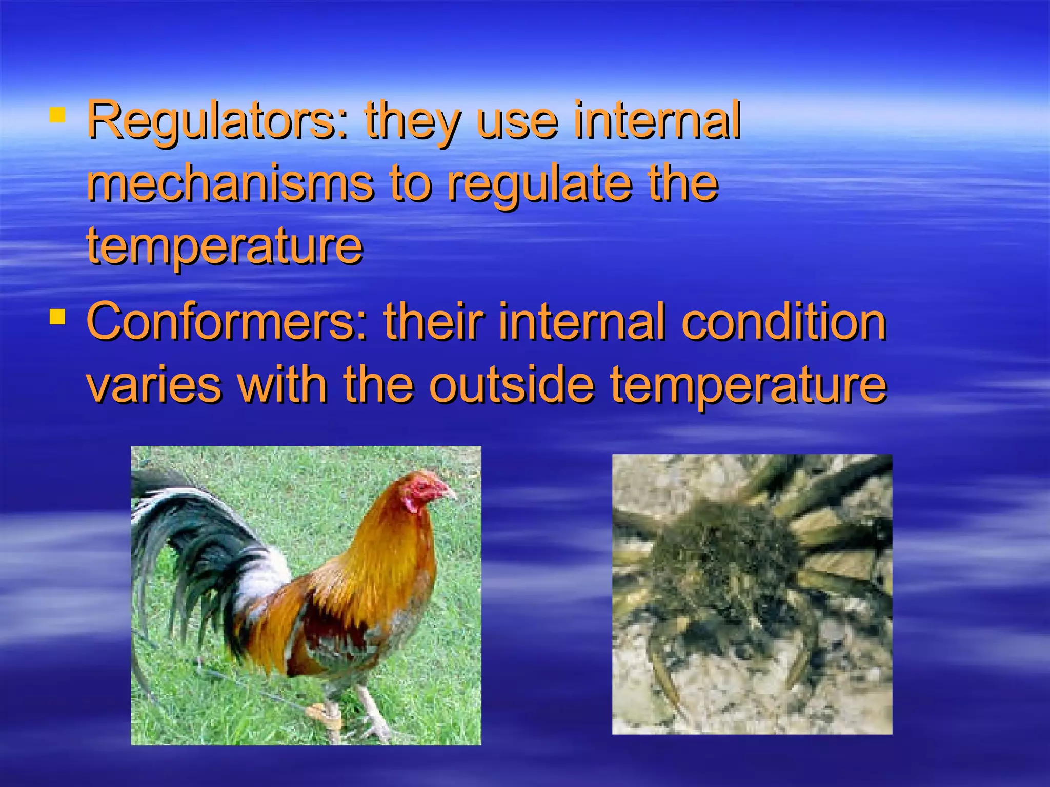 Regulation+Of+The+Internal+Environment+Presentation+Final | PPT