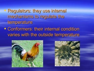 Regulation+Of+The+Internal+Environment+Presentation+Final | PPT