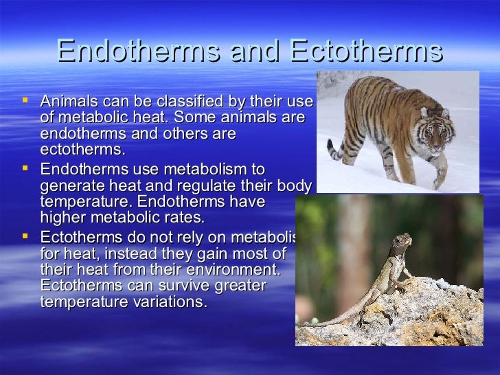 What Are Endothermic Animals Explore The Meaning And
