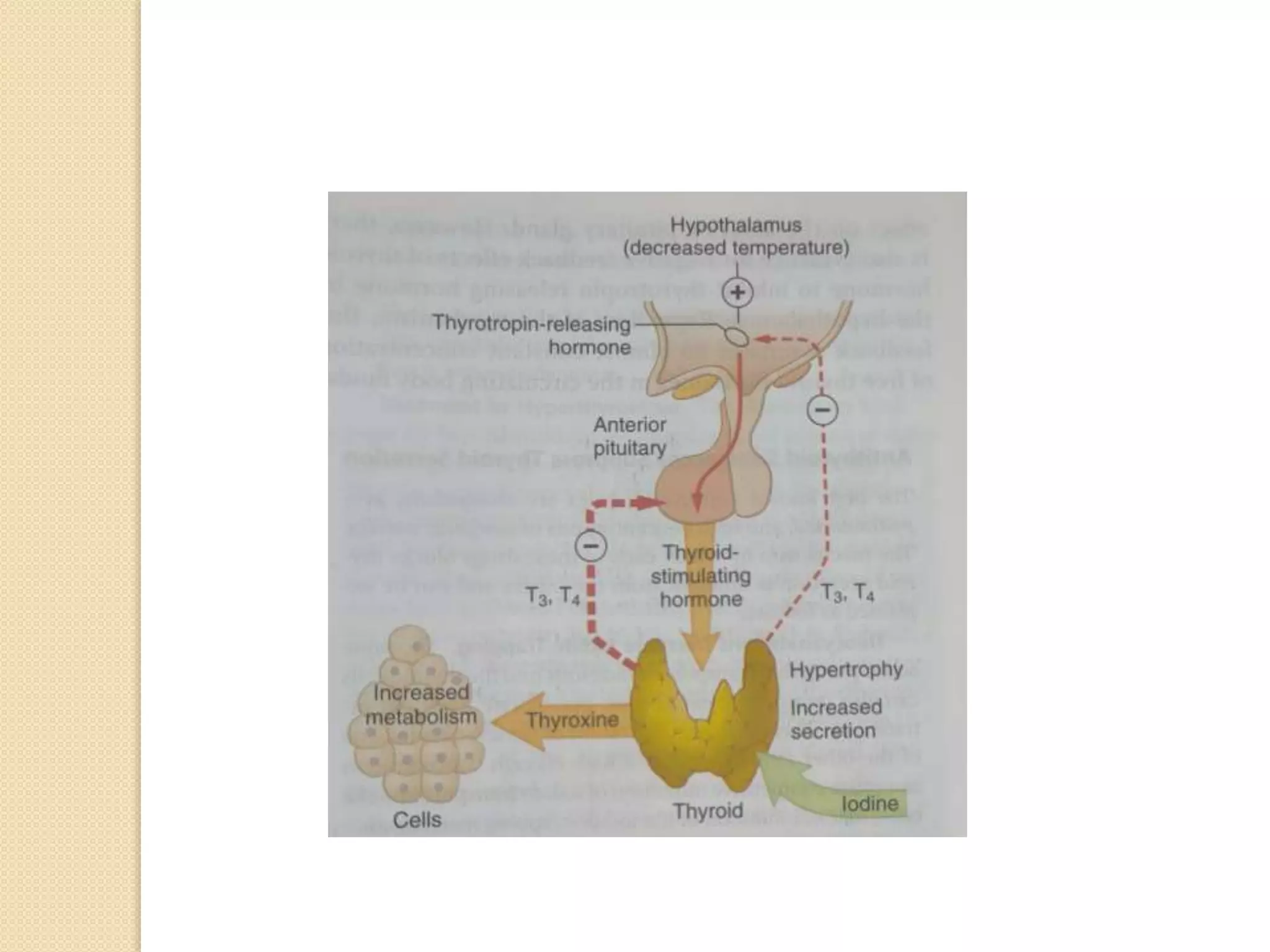 regulation of thyroid hormone.pptx