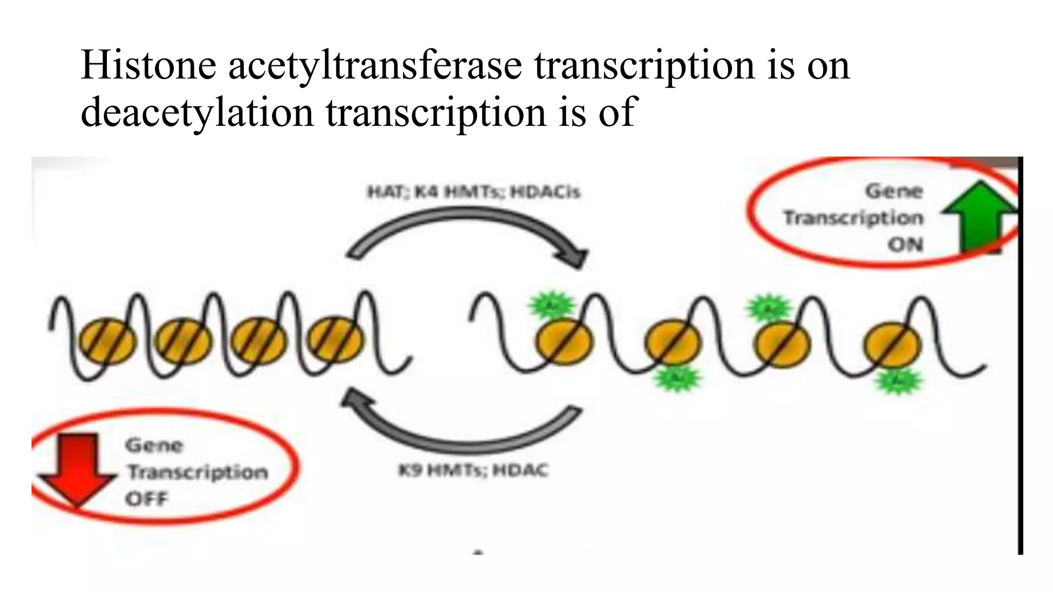 Regulation of translation or gene expression lec 33 | PPTX