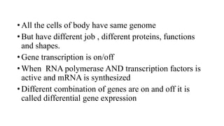 Regulation of translation or gene expression lec 33 | PPTX