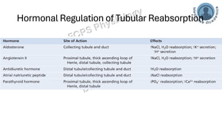 Regulation of tubular reabsorption _AntiCopy.pdf