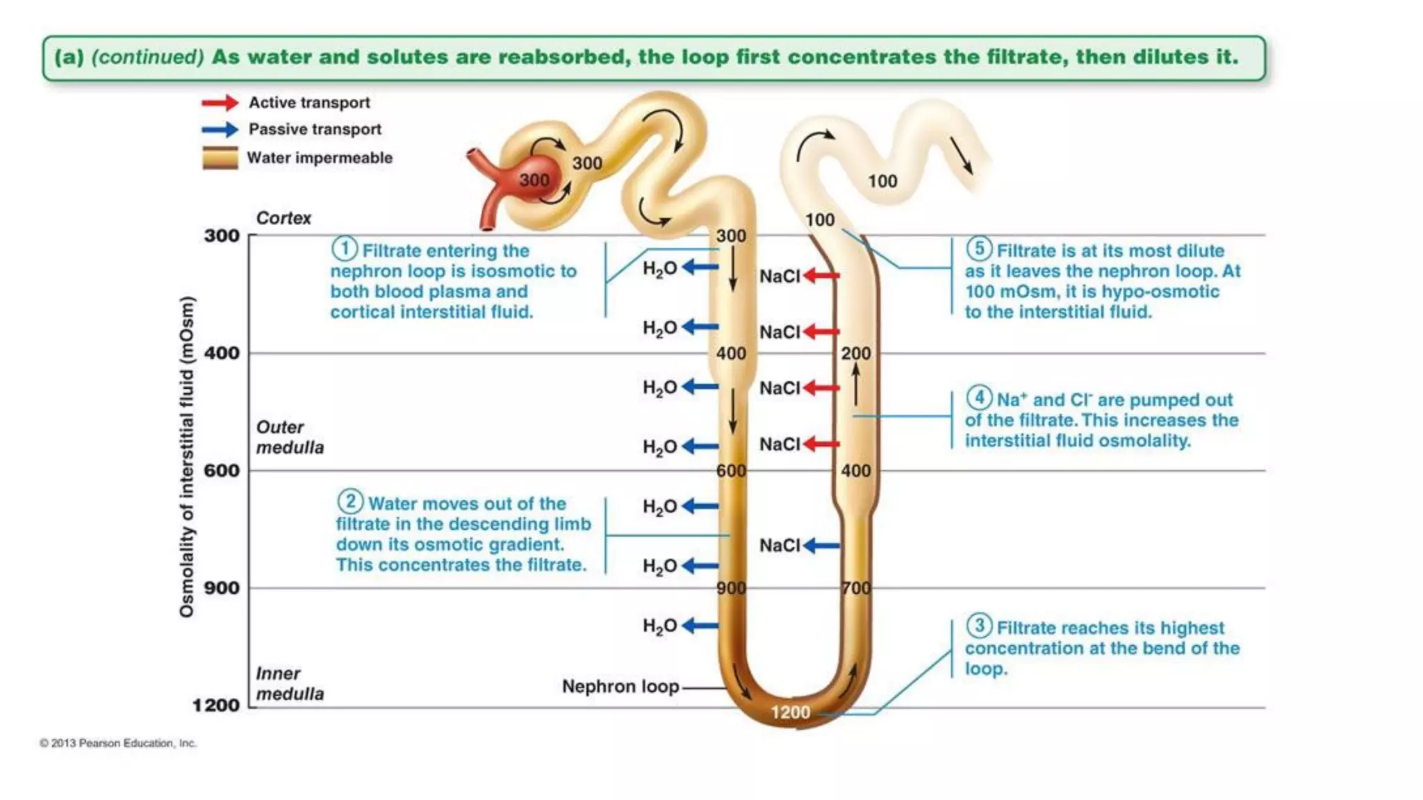 Regulation of urine concentration and volume ].pdf