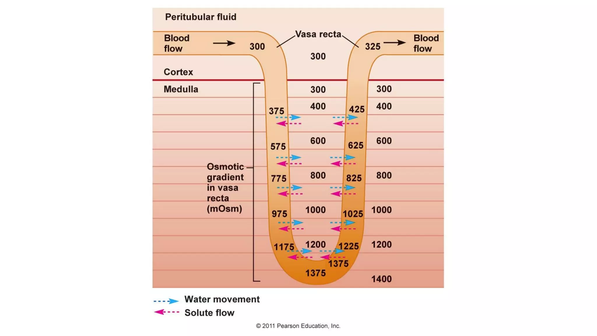 Regulation of urine concentration and volume ].pdf