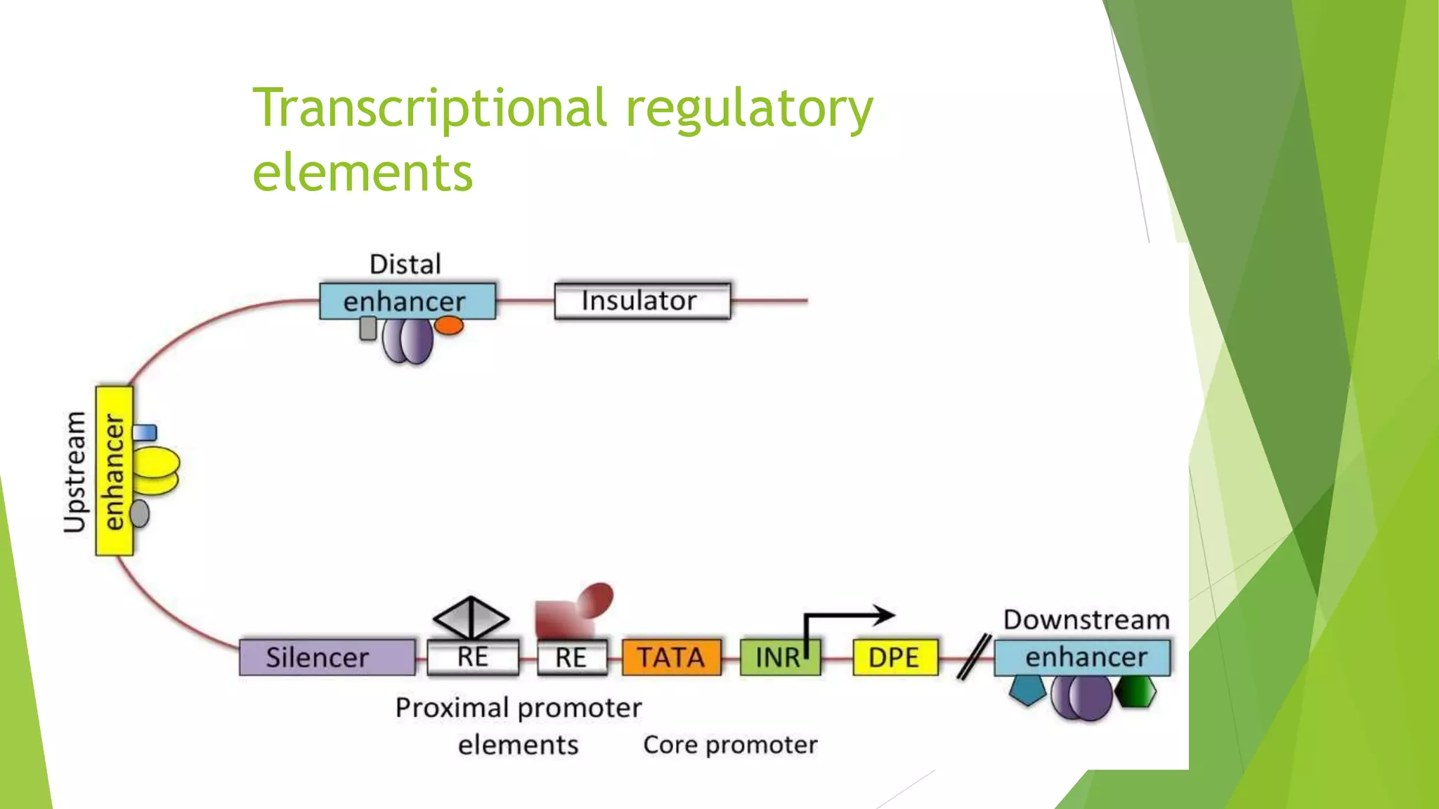 Regulatory Elements Of Transcription Pptx