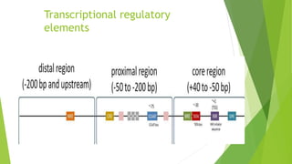 Regulatory elements of transcription.pptx