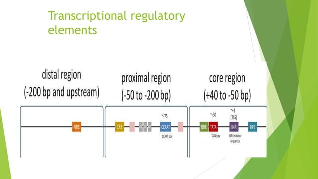 Regulatory elements of transcription.pptx