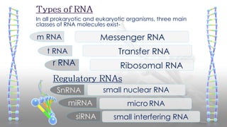 Regulatory RNA | PPTX