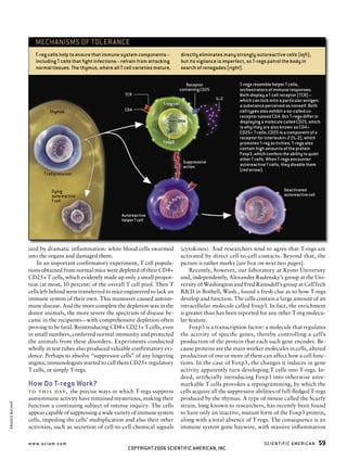 Regulatory t cells | PDF | Biological Sciences | Science