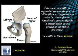 rehabilitacion rotura del labrum de la cadera | PDF