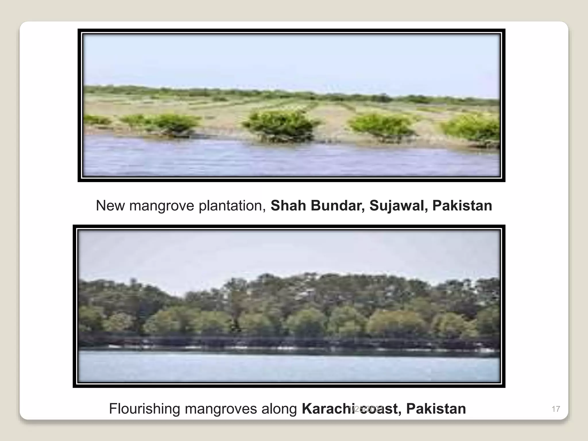 Rehabilitation of mangrove forest in pakistan presentation1 | PPT