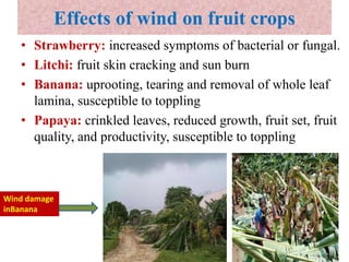 abiotic stress and its management in fruit crops | PPTX