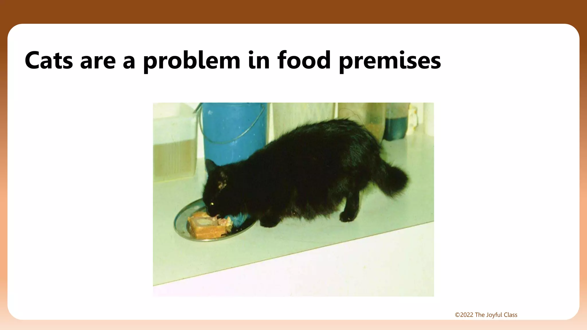 Food Hygiene 6 - Common food pests and their control.pptx