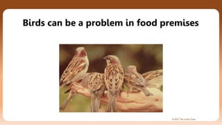 Food Hygiene 6 - Common food pests and their control.pptx