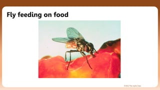Food Hygiene 6 - Common food pests and their control.pptx