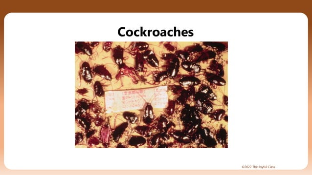 Food Hygiene 6 - Common food pests and their control.pptx