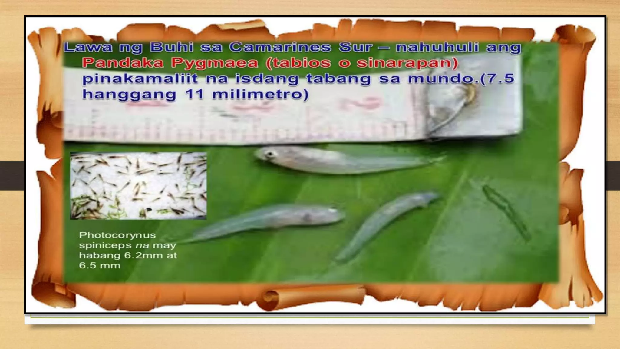 Rehiyon V:Bicol Region | PPTX