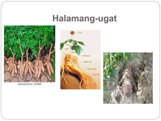 Rehiyon vii Mga Produkto at Industriya | PPTX