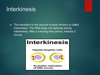 meoisis 1 or 2 | PPT