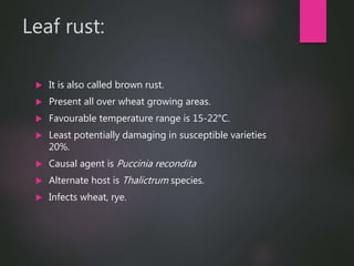 leaf rust of wheat | PPTX