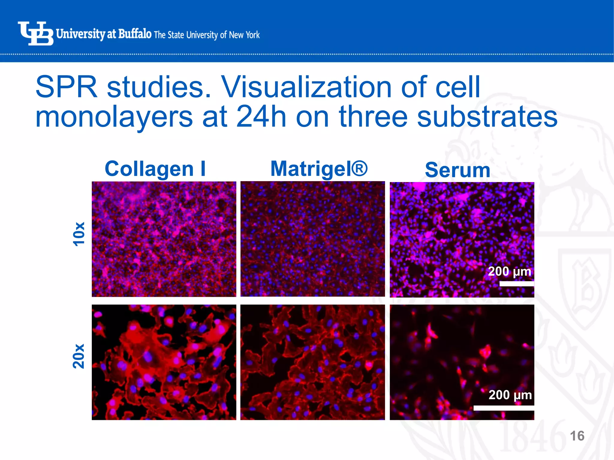 Use of Surface Plasmon Resonance for Probing Cell-Matrix Interactions | PDF