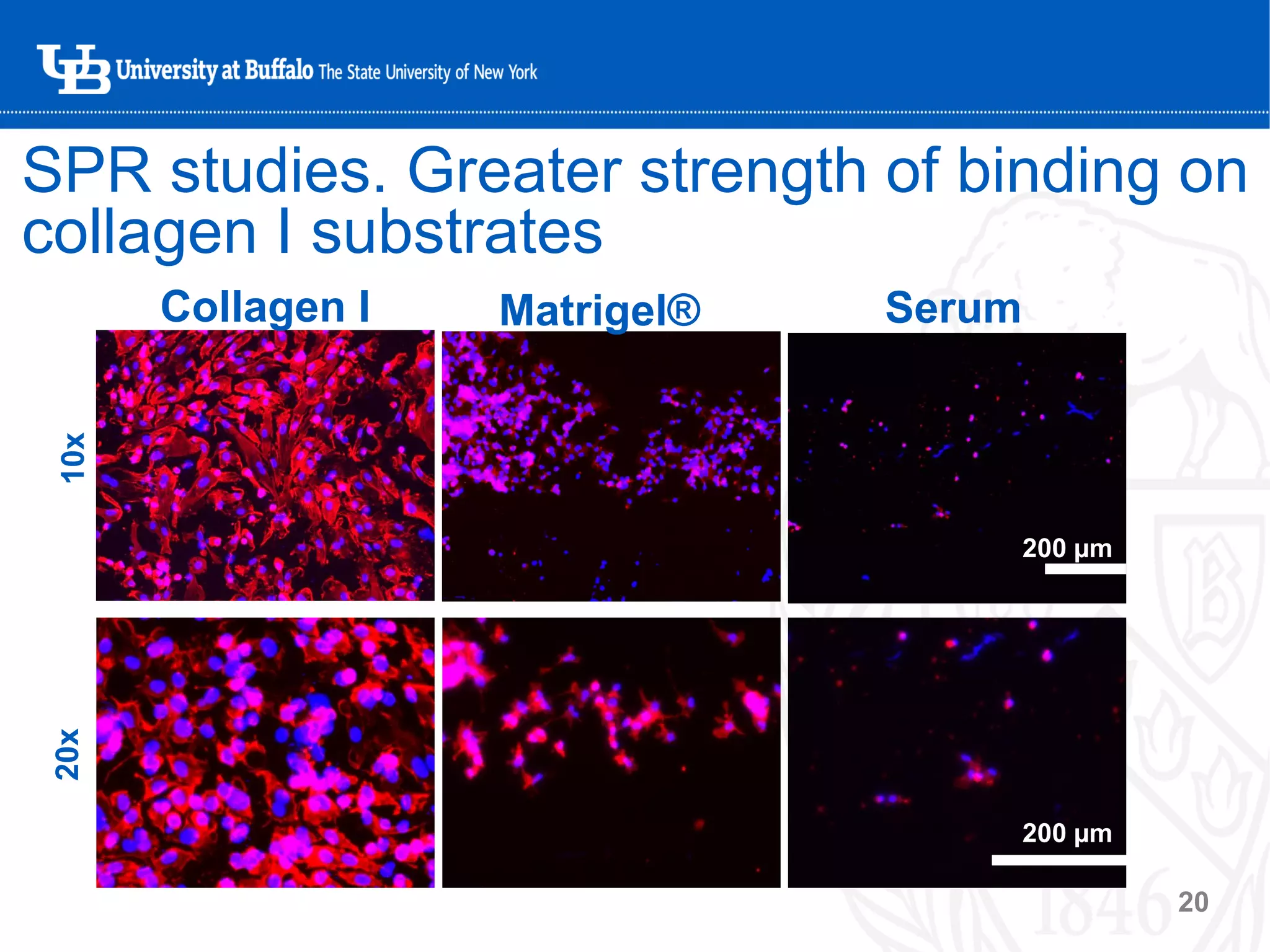 Use of Surface Plasmon Resonance for Probing Cell-Matrix Interactions | PDF | Chemistry | Science