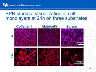 Use of Surface Plasmon Resonance for Probing Cell-Matrix Interactions | PDF
