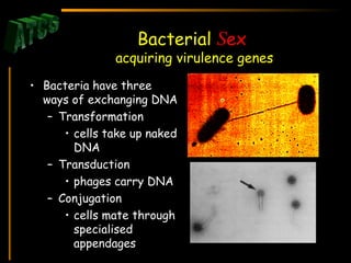 [Micro] pathogenesis | PPT