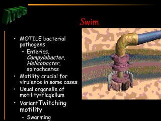 [Micro] pathogenesis | PPT
