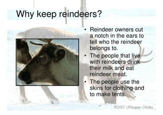 Reindeer | PDF