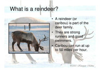 Reindeer | PDF