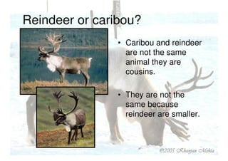 Reindeer | PDF