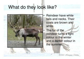 Reindeer | PDF